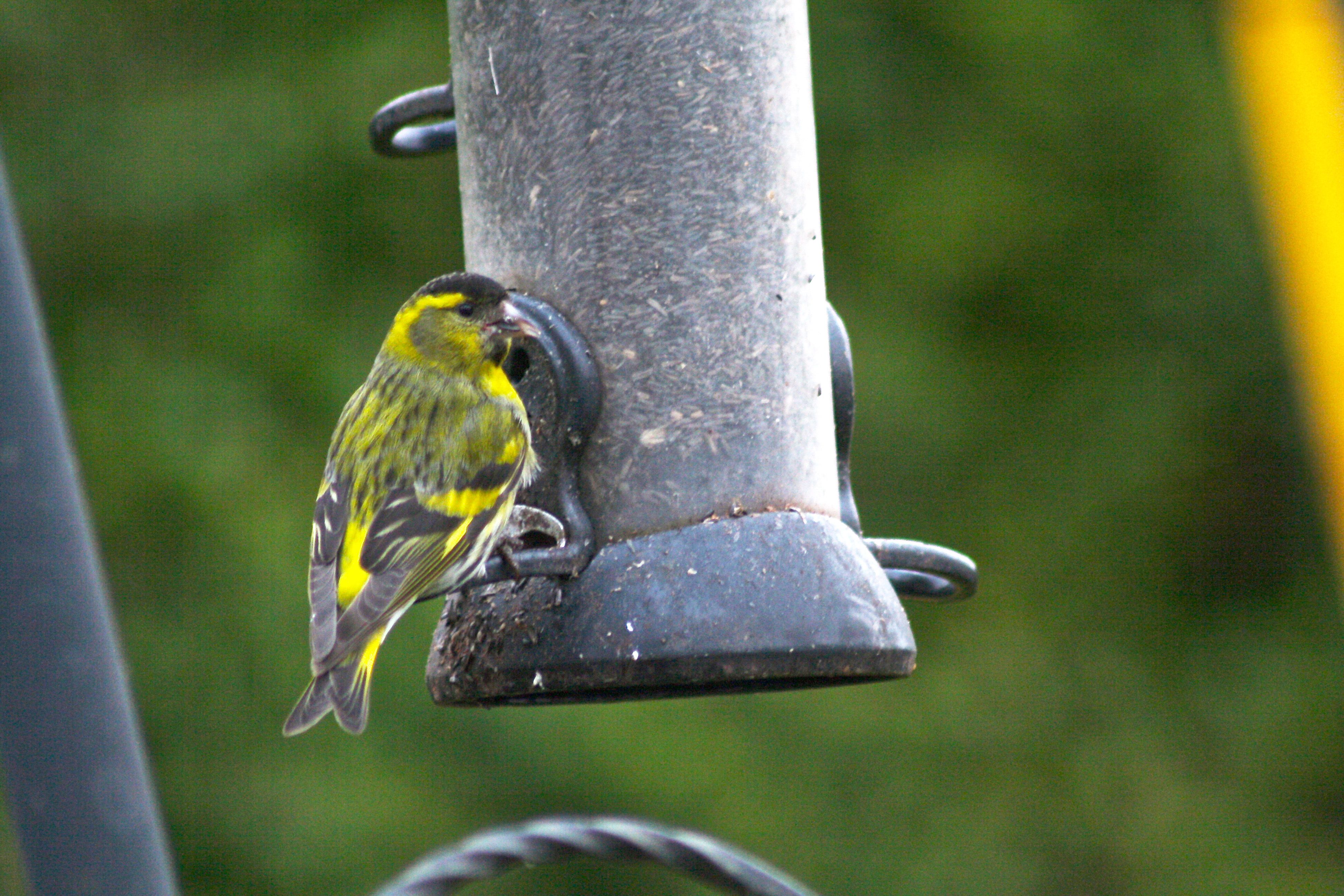 DÚLRA: Recalling Bird Man of Andytown Jimmy Garland and his siskin ...