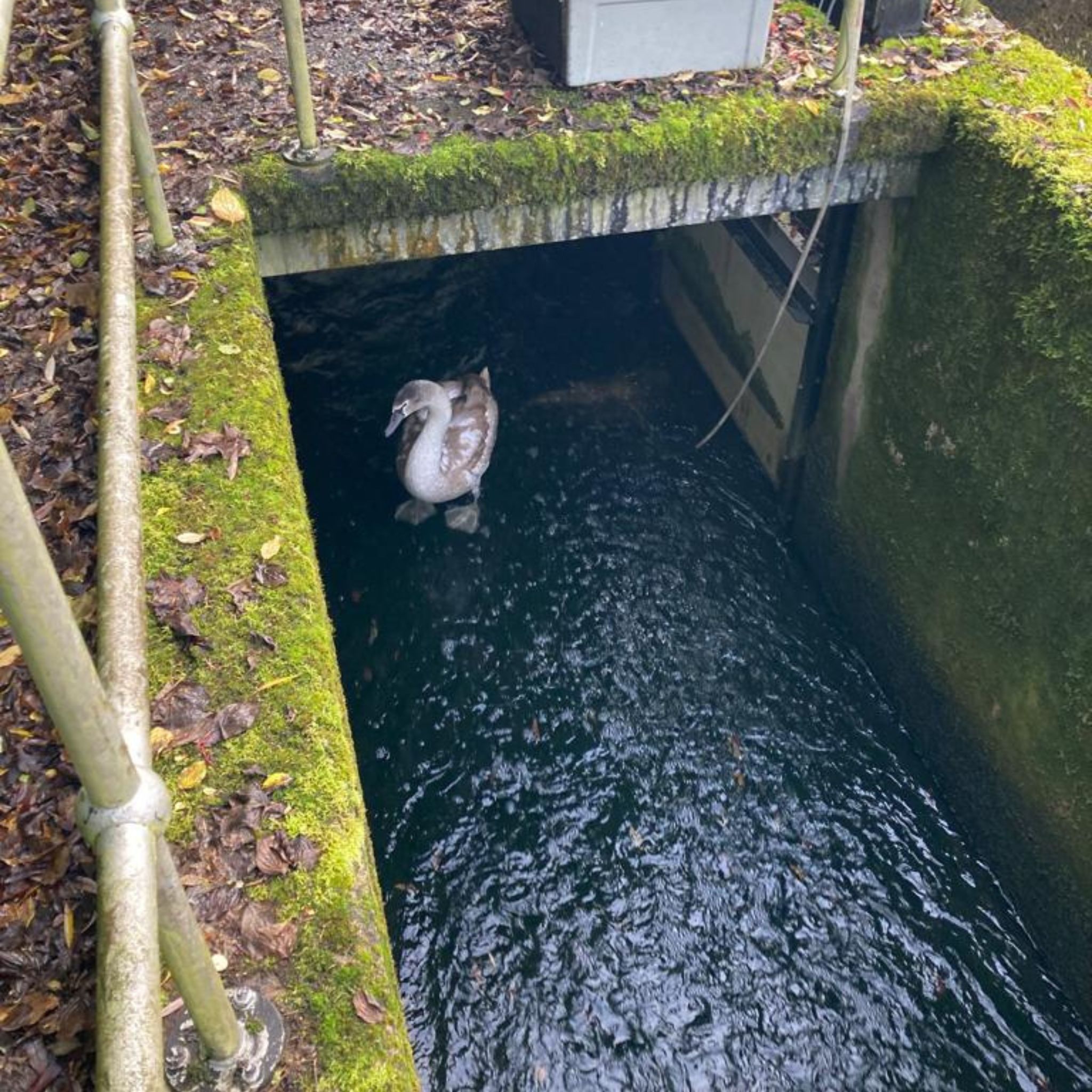 WATCH: Baby swan saved from Dunmurry water tank
