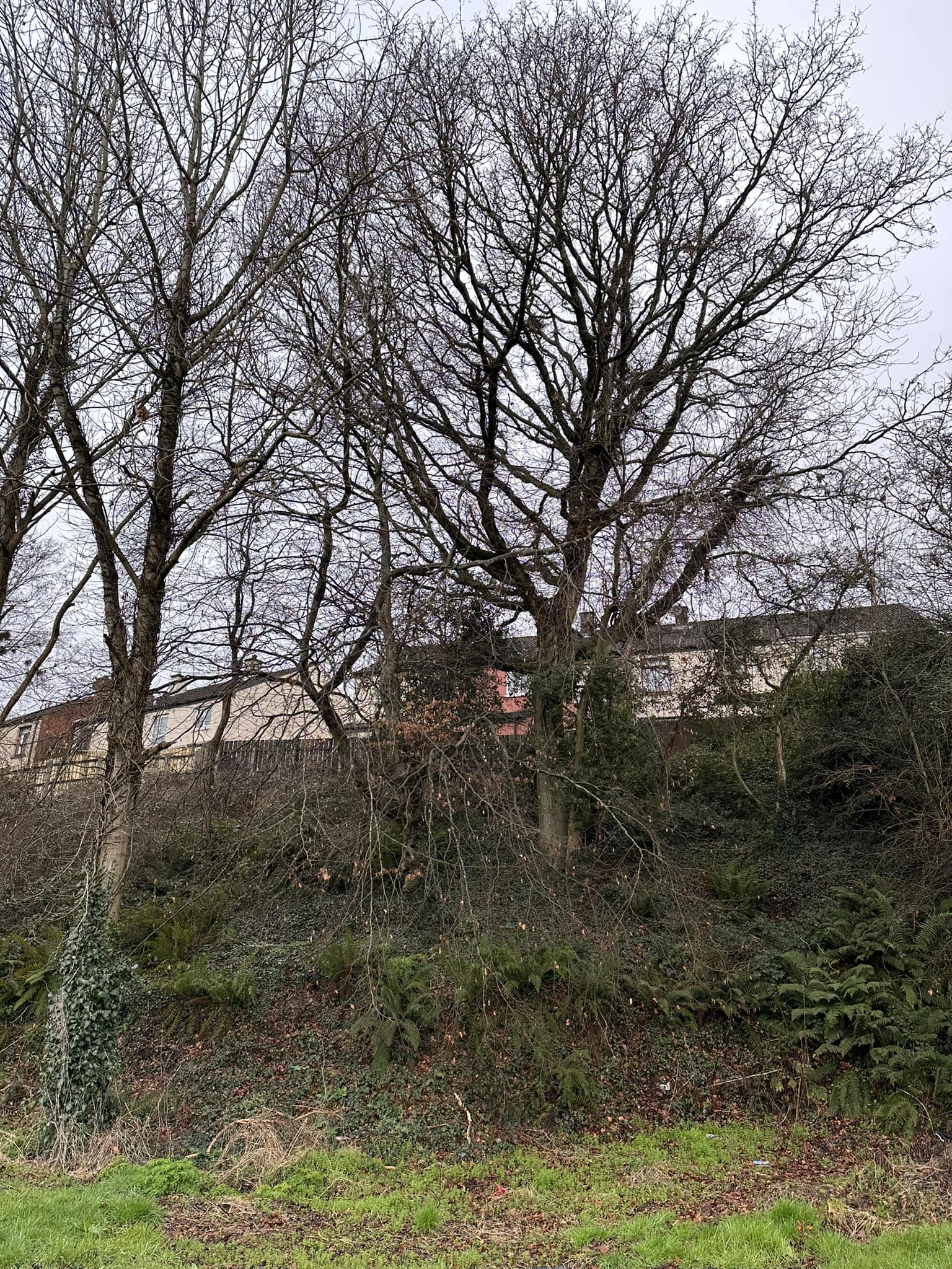 Overgrown tree branches encroaching Poleglass gardens to be trimmed back