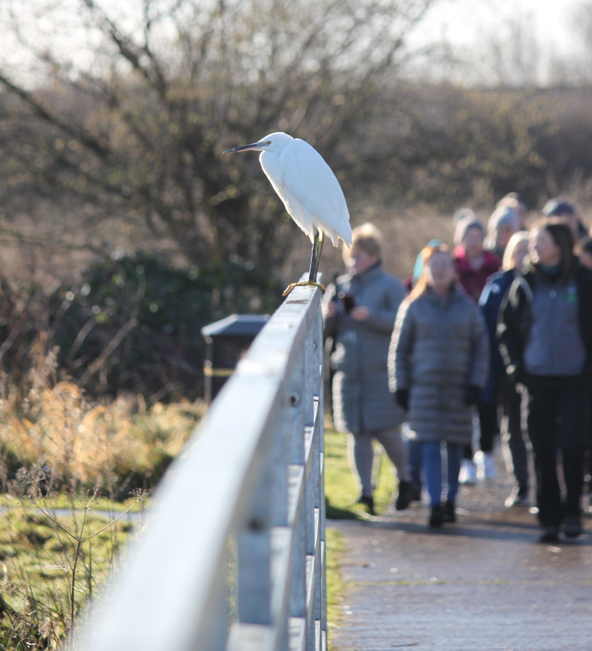 Sightings of once rare egret is a good sign for the Bog Meadows