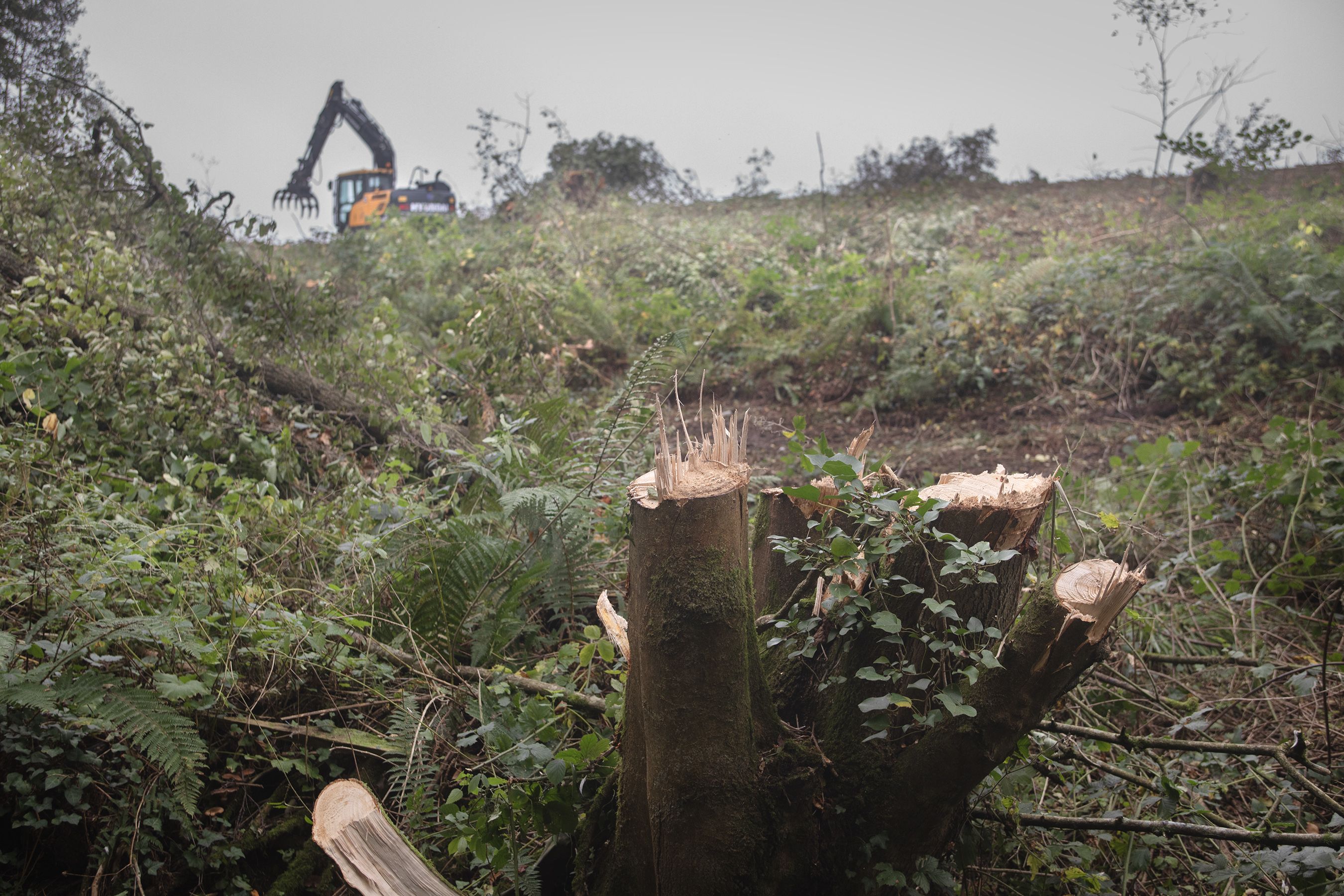 Residents express anger after trees cut down behind homes